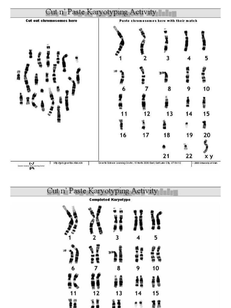 Karyotype Paper | PDF | Science & Mathematics