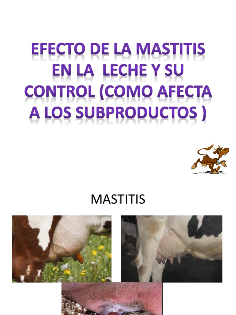 Efecto de La Mastitis en La Leche y | PDF | Productos lácteos | Leche