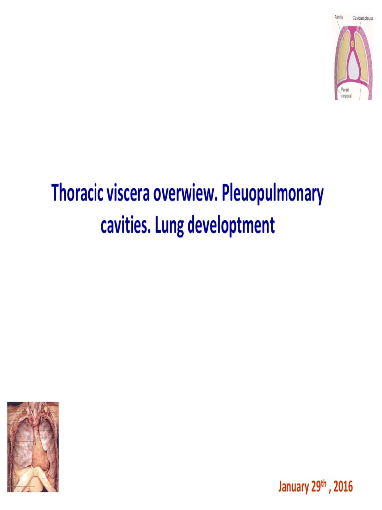 Thoracic Viscera | PDF | Lung | Human Anatomy