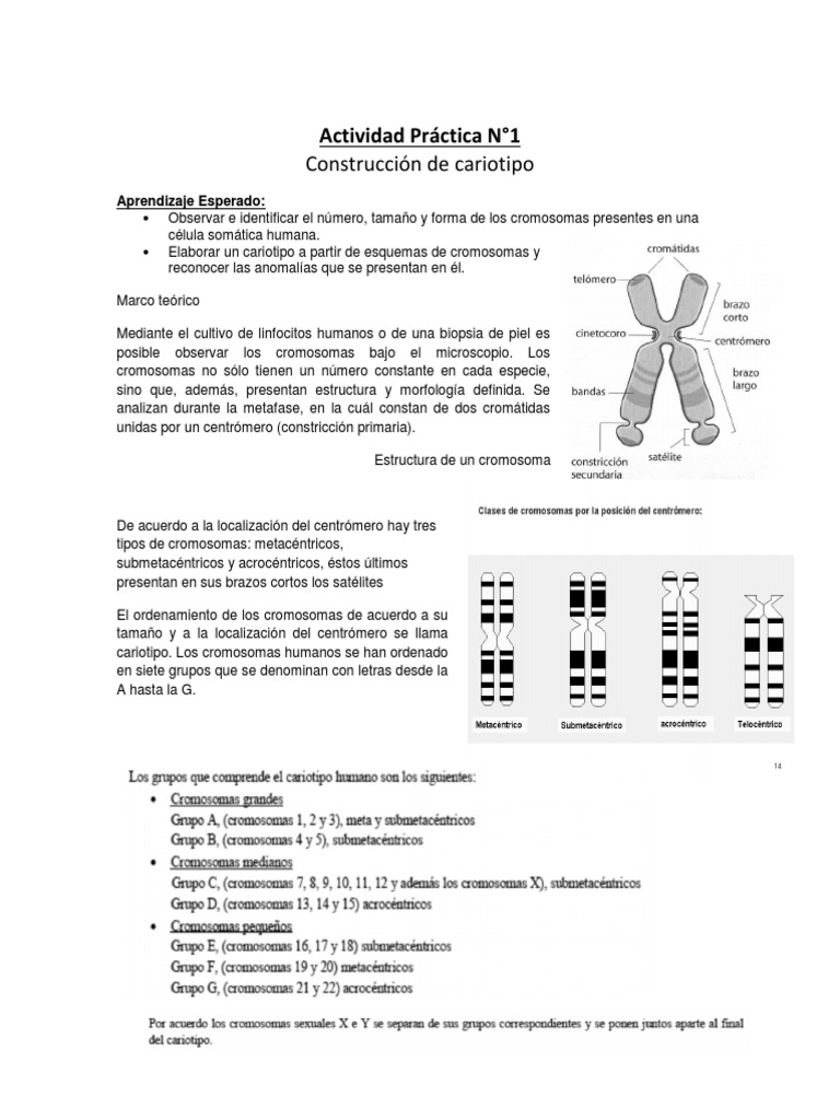 Actividad Práctica N1 CARIOTIPOS | PDF | Cariotipo | Cromosoma