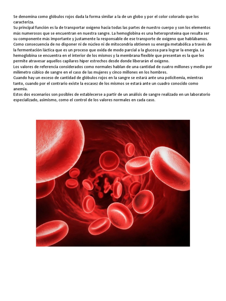 Se Denomina Como Glóbulos Rojos Dada La Forma Similar a La de Un Globo ...