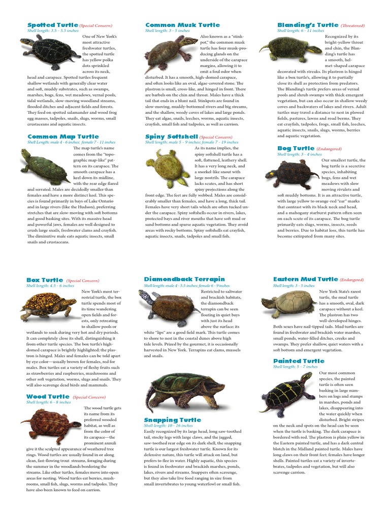Turtles of New York State Overview | PDF | Turtle | Reptile