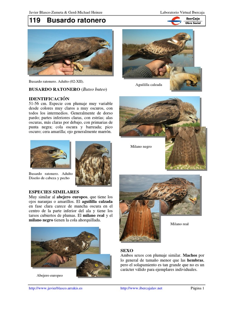 Ficha de Identificacion - Buteo - Buteo | PDF | Aves | Tetrápodos