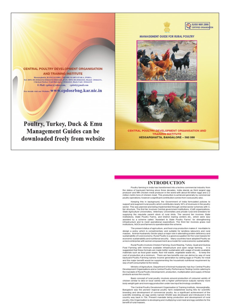 Rural Poultry Farming Management Guide | PDF | Poultry | Chicken