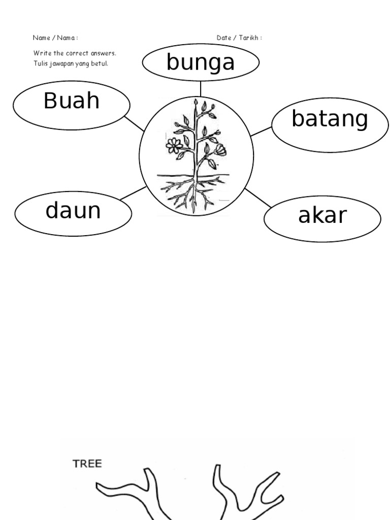 Bahagian Tumbuhan | PDF