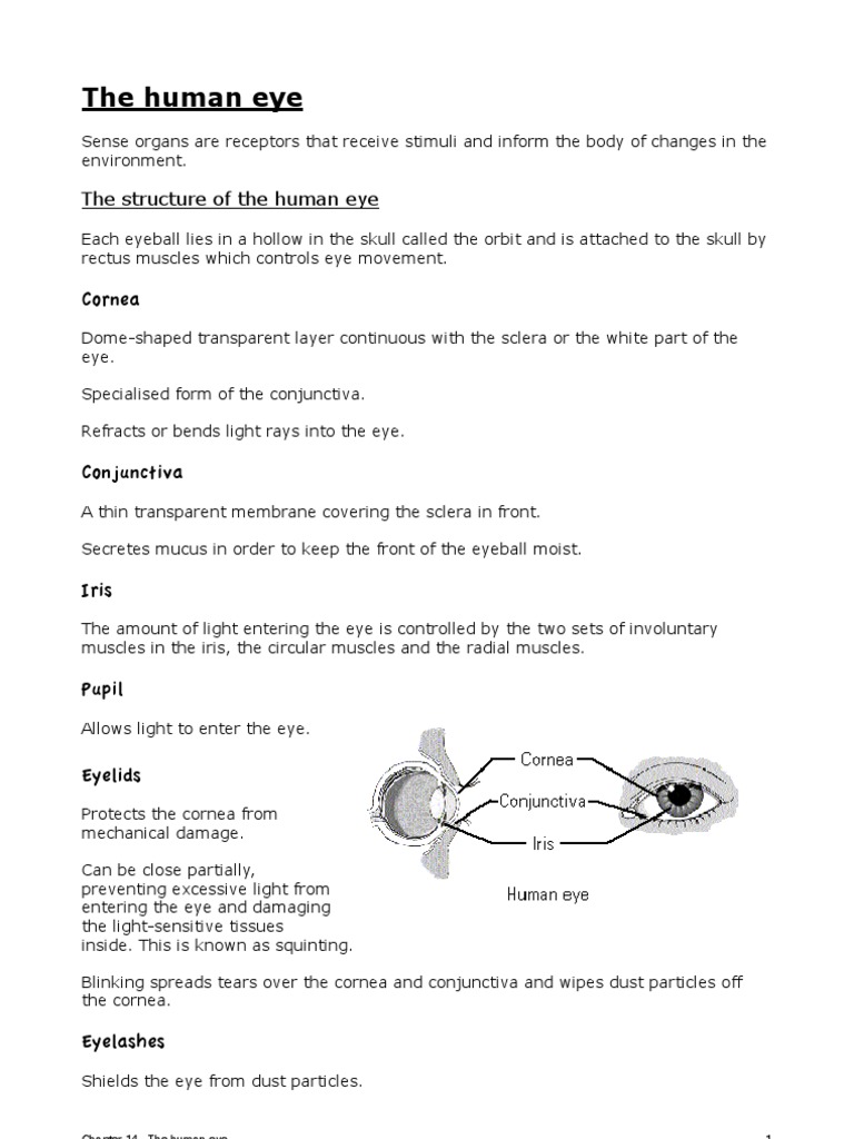 The Human Eye | Human Eye | Eye