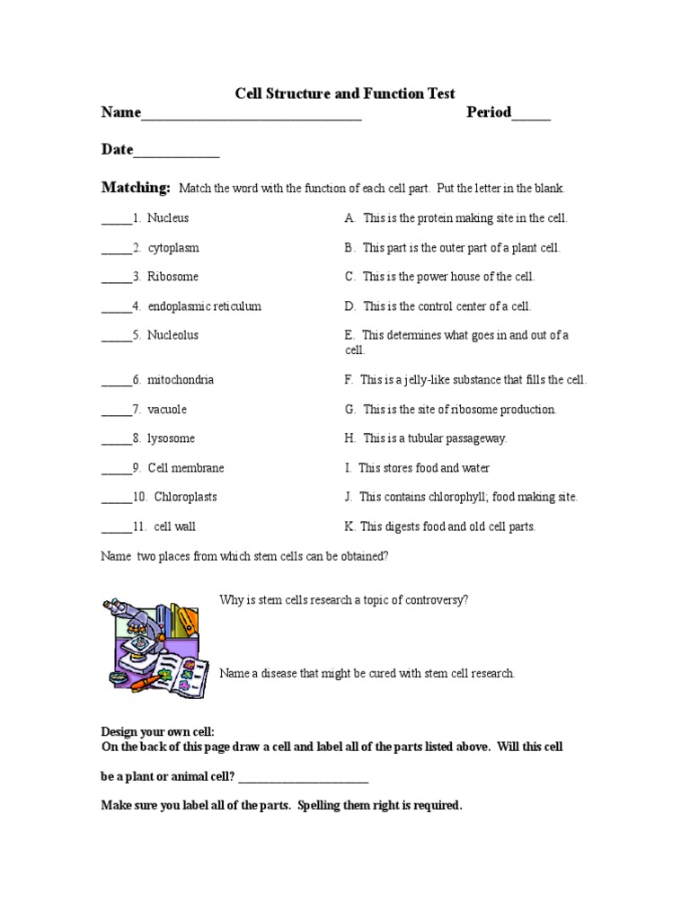 Cell Structure and Function Test Name - Period - Date - Matching | PDF ...