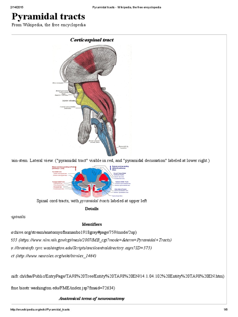 Pyramidal Tracts - Wikipedia, The Free Encyclopedia | Central Nervous ...
