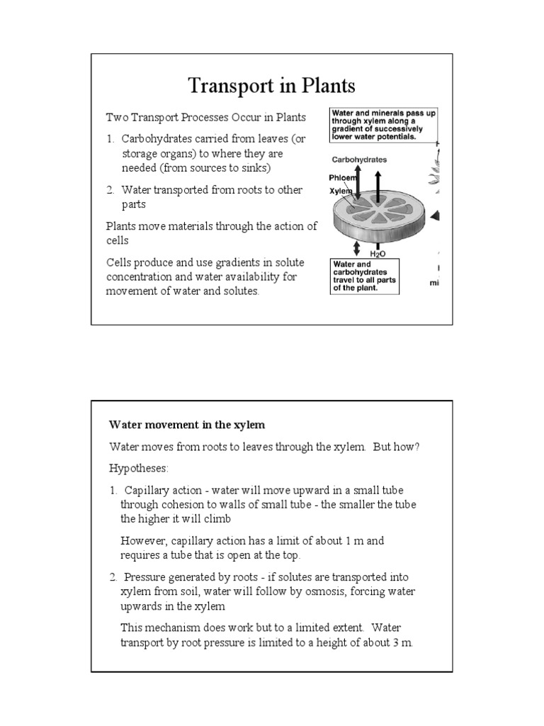 The Transpiration Stream: Exploring the Mechanisms of Water and Solute ...