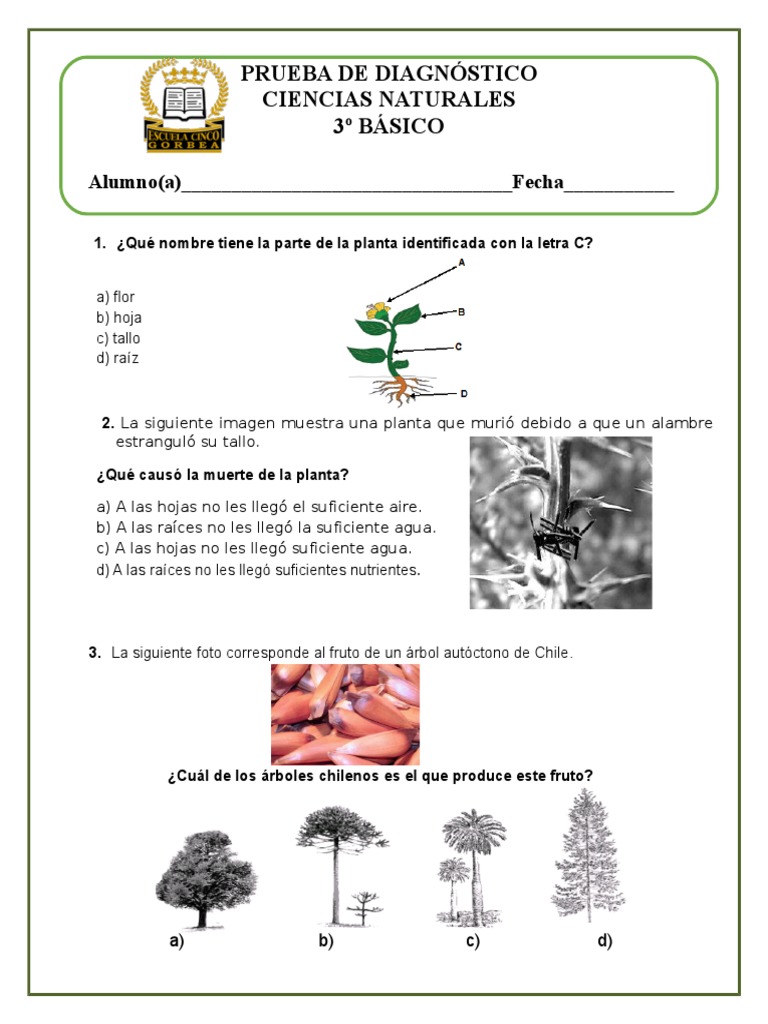 Evaluación de Ciencias Naturales 3° Básico | PDF | Sonido | Tierra