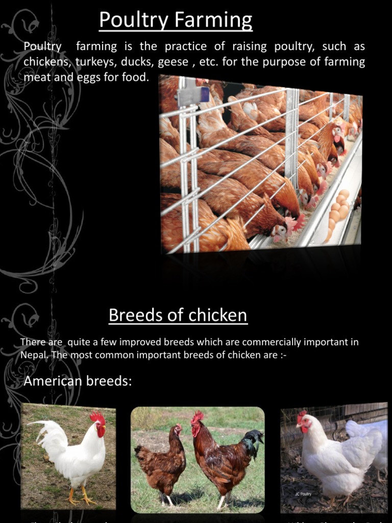 Poultry Farming | PDF | Chicken | Poultry