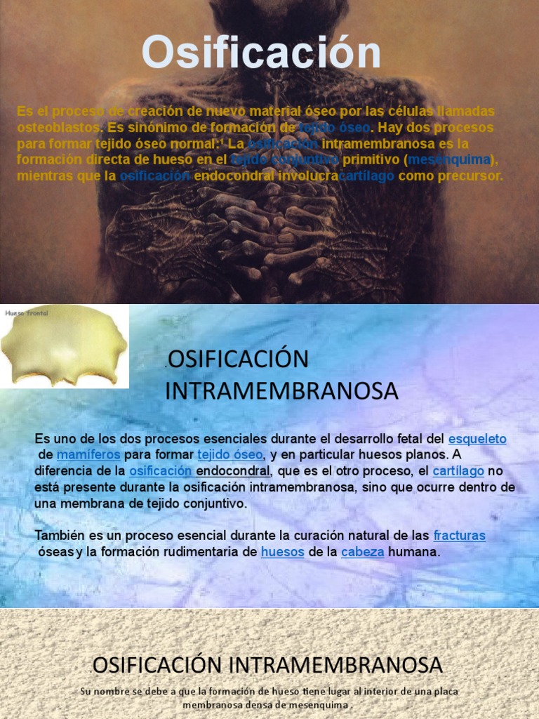 Osificacion | PDF | Hueso | Tejido (biología)