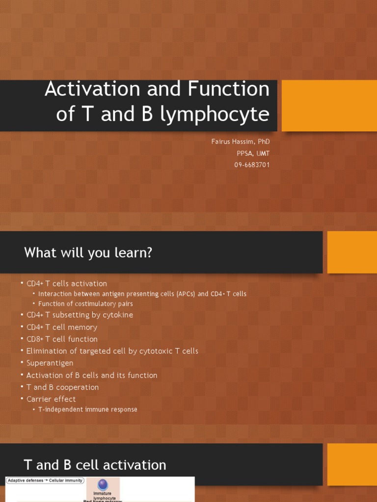 Activation and Function of T and B Lymphocytes: An In-Depth Look at the ...