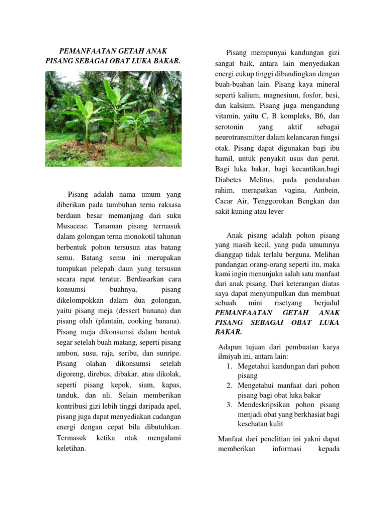 Pemanfaatan Getah Anak Pisang Sebagai Obat Luka Bakar | PDF | Kesehatan ...