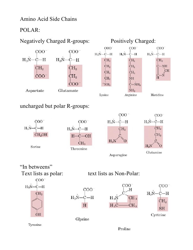 Amino Acid Side Chains | PDF