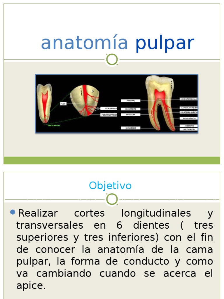 Cortes Longitudinales y Transversales | Boca | Ramas de Odontología
