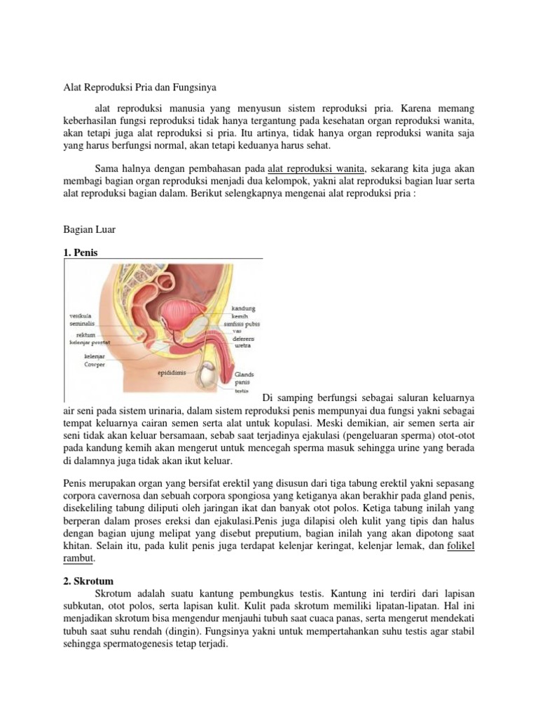Alat Reproduksi Pria Dan Fungsinya | PDF