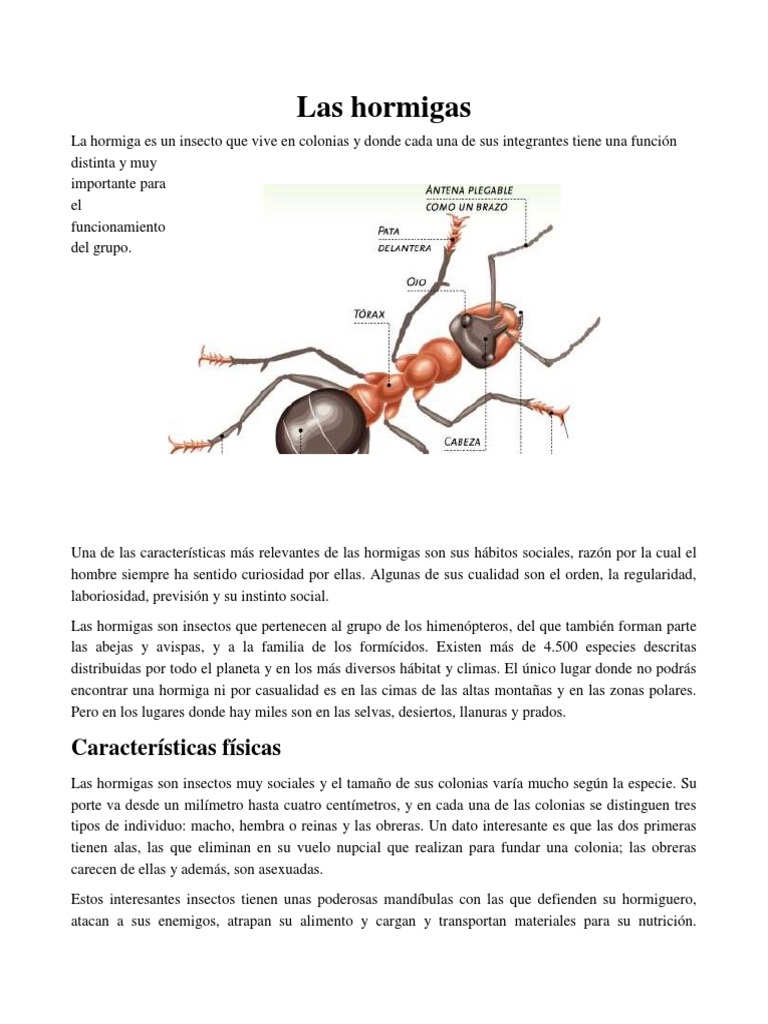 La fascinante vida de las hormigas: su organización social ...