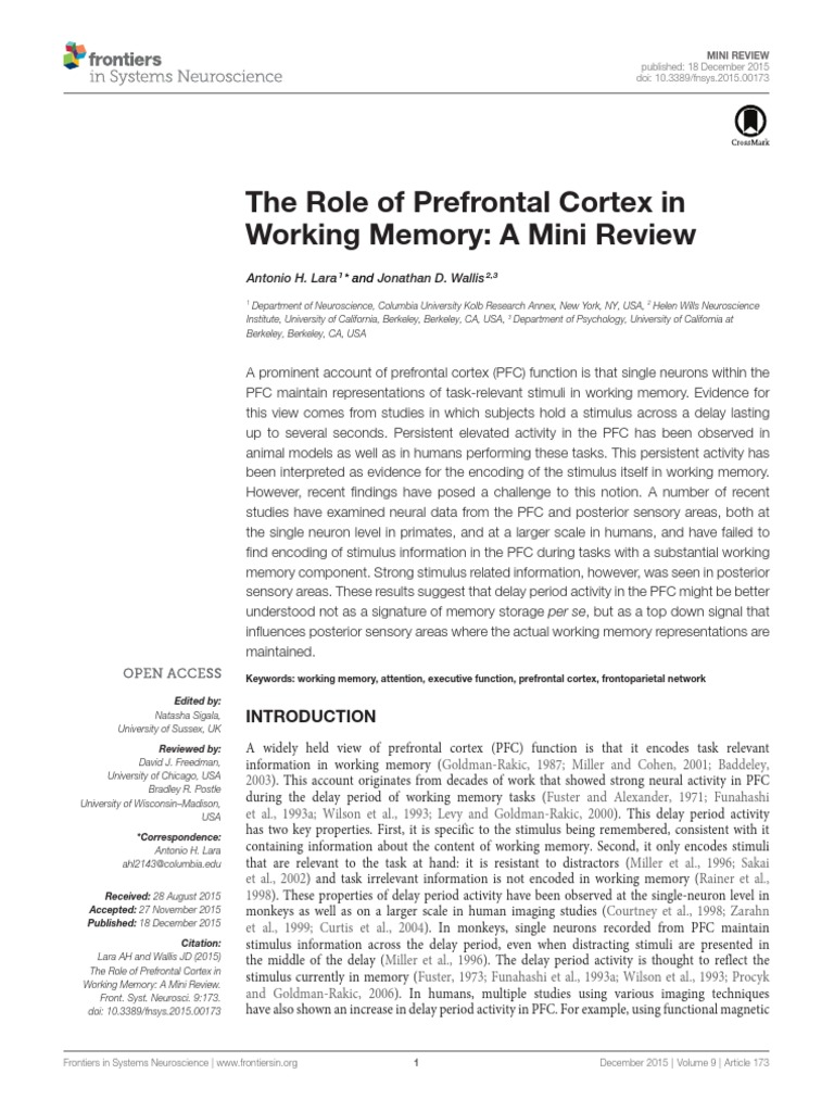 The Role of Prefrontal Cortex in Working Memory: A Mini Review | PDF | Working Memory ...