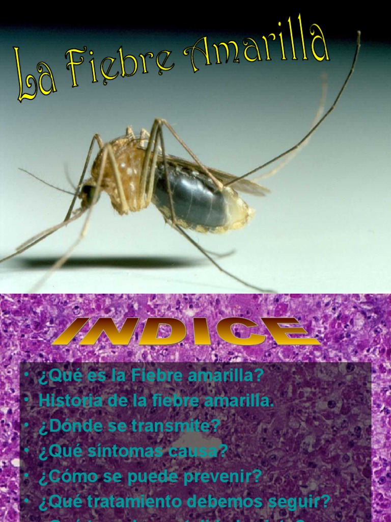 Fiebre_amarilla.pdf | Yellow Fever | Public Health