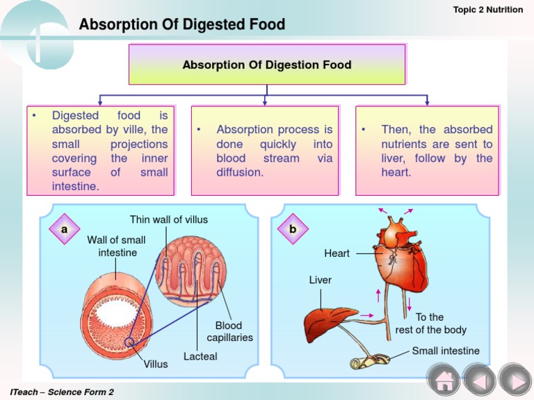 Absorption of Digested Food in Small Intestine | PDF