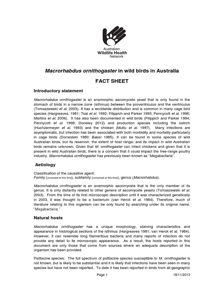 Macrorhabdus (Megabacteria) 10 Nov 2013 (2.0) | PDF | Parrot | Infection