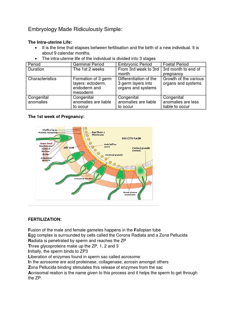 Embryology Made Ridiculously Simple Handout PDF | PDF