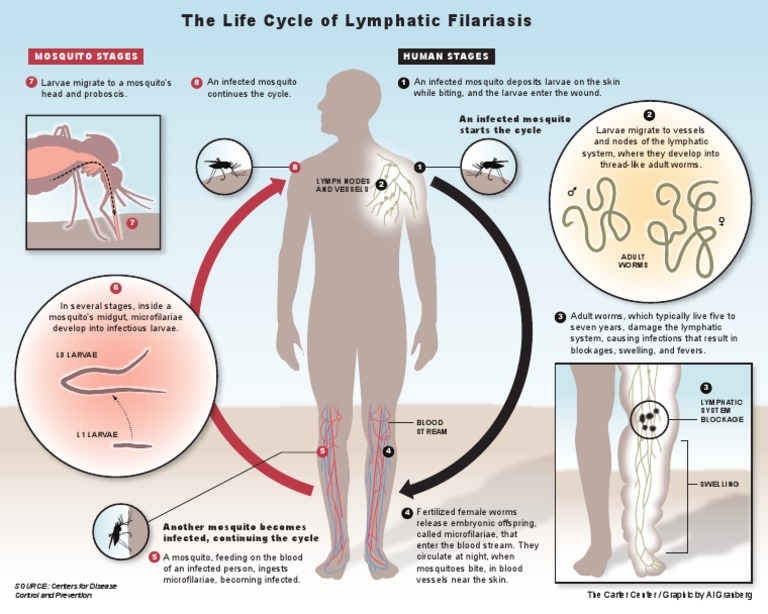 Life Cycle of Lymphatic Filariasis | PDF | Mosquito | Lymphatic System