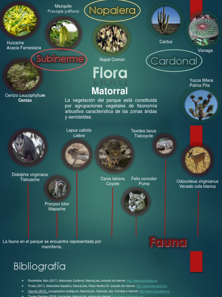 Flora y Fauna PNC Mapa Mental | Organismos | Naturaleza