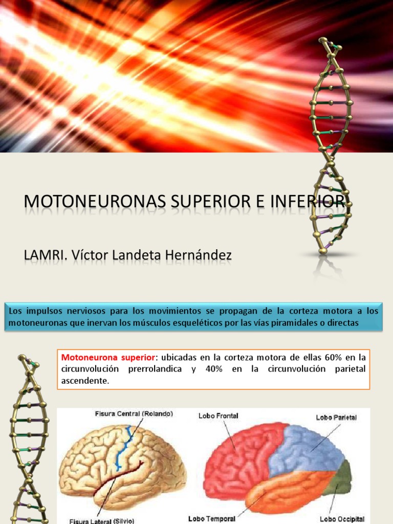 Motoneuronas: Superior e Inferior Explicadas | PDF | Anatomía de los ...