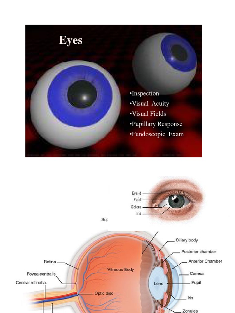 •Inspection •Visual Acuity •Visual Fields •Pupillary Response ...
