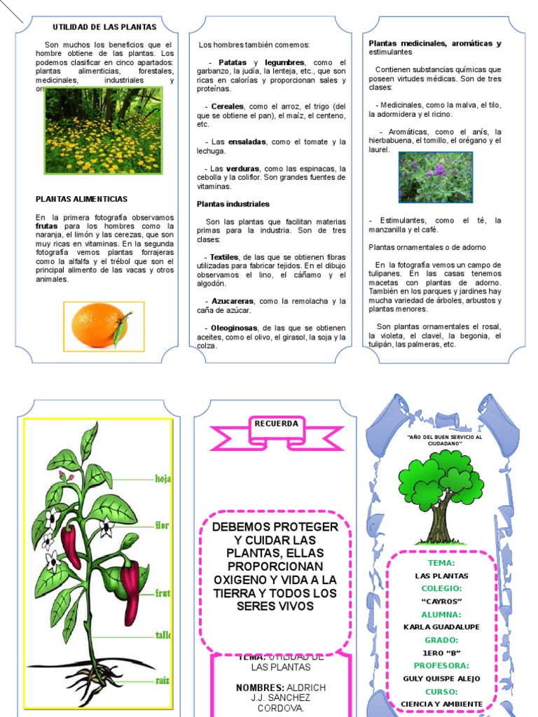 Triptico Plantas | PDF | Plantas | Plantas Domesticadas