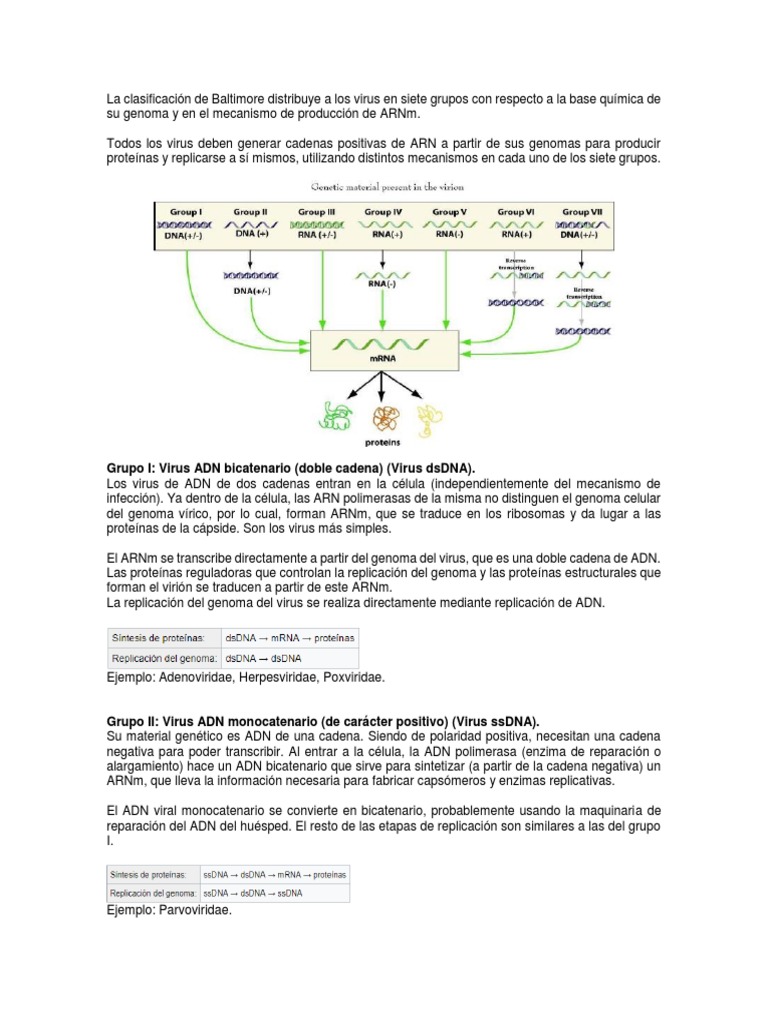 Clasificación de Baltimore | PDF | Virus | La transcriptasa inversa