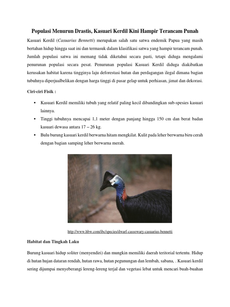 Kasuari Kerdil Papua | PDF
