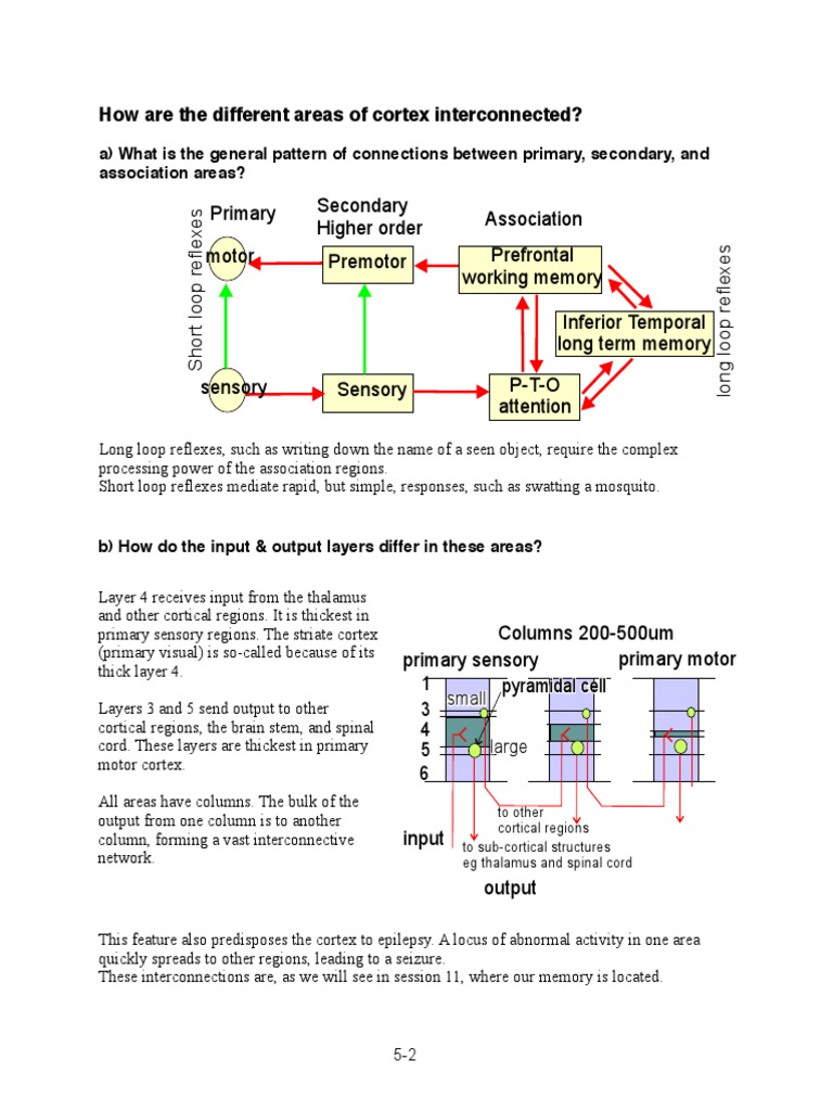 The Complex Connectivity Between Cortical Areas: A Diagram Detailing ...