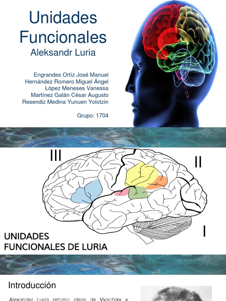 Bloques Luria | Cerebro | Órgano (anatomía)