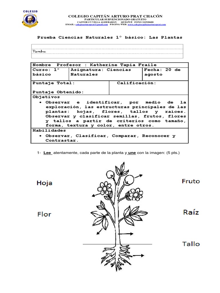 Prueba de Ciencias Naturales: Las Plantas | PDF | Plantas ...