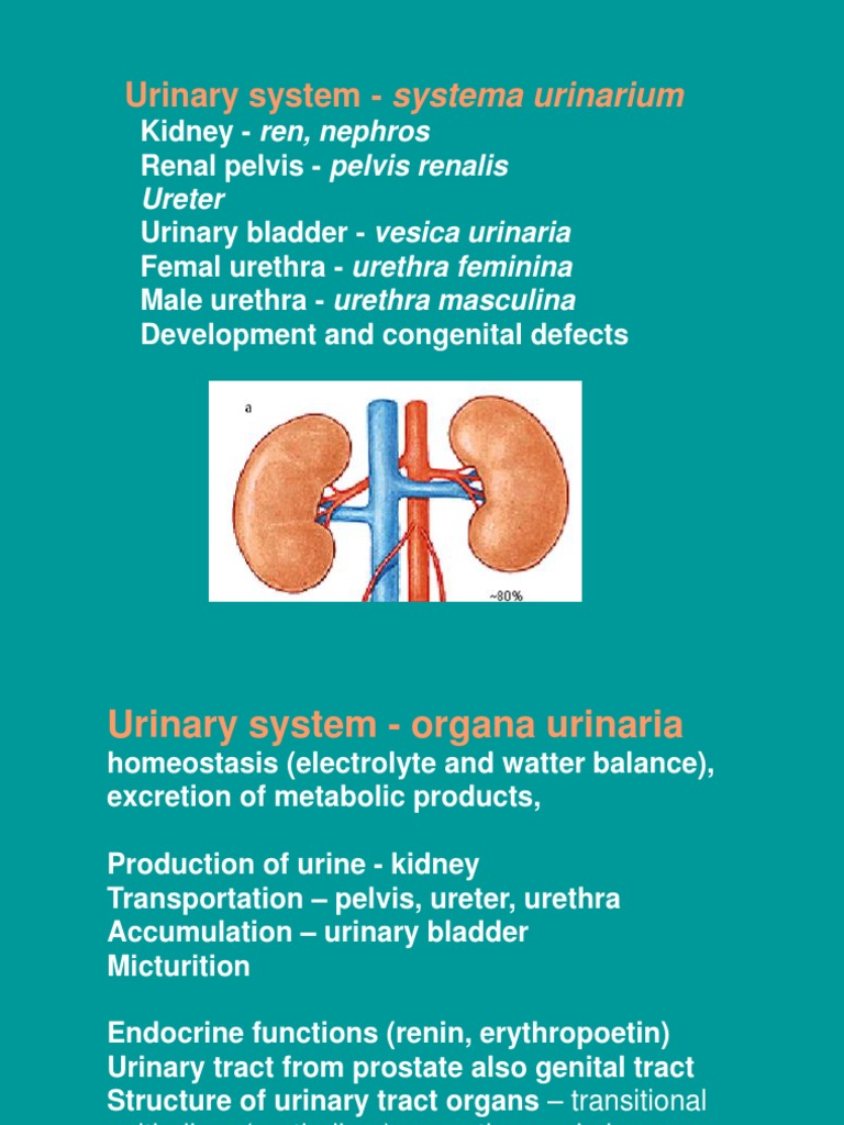 sistemul urinar | Urinary Bladder | Kidney