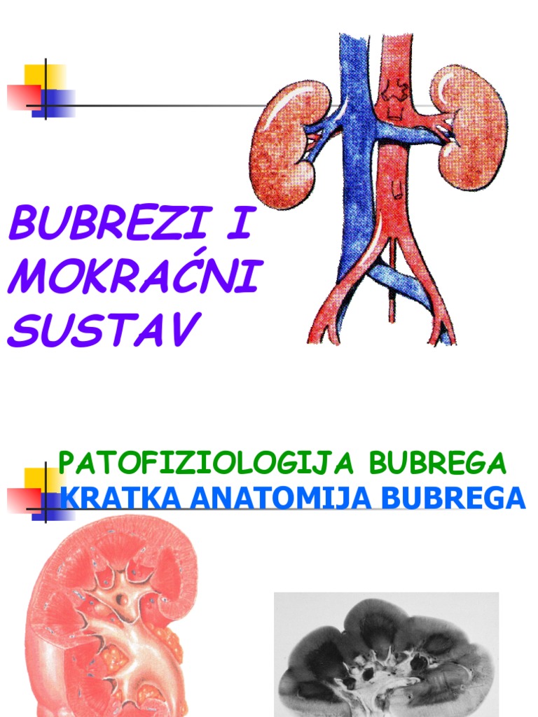 BOLESTI BUBREGA I MOKRAĆNOG SUSTAVA..ppt