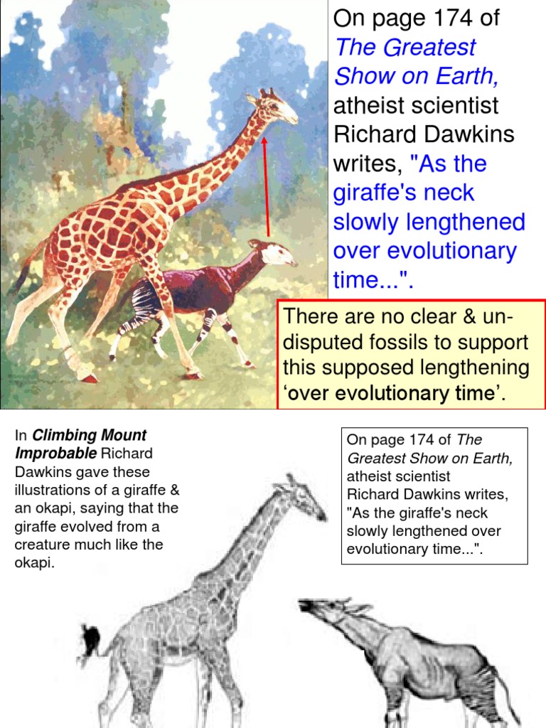 Okapi to Giraffe Evolution