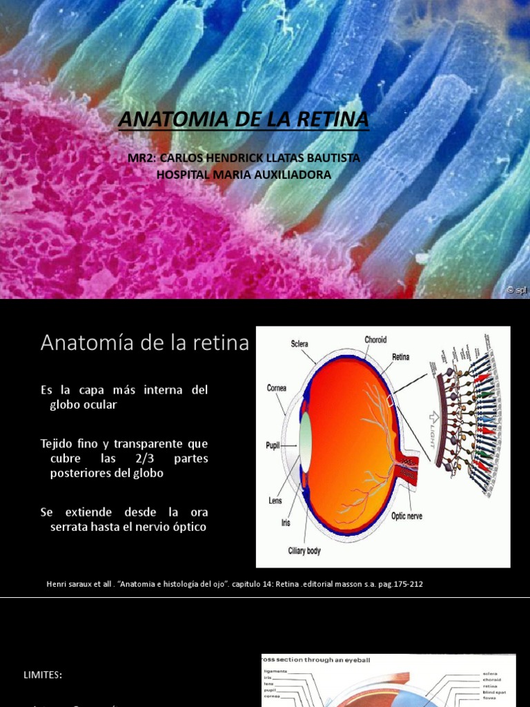 4 Anatomia de Retina | PDF | Percepción visual | Retina