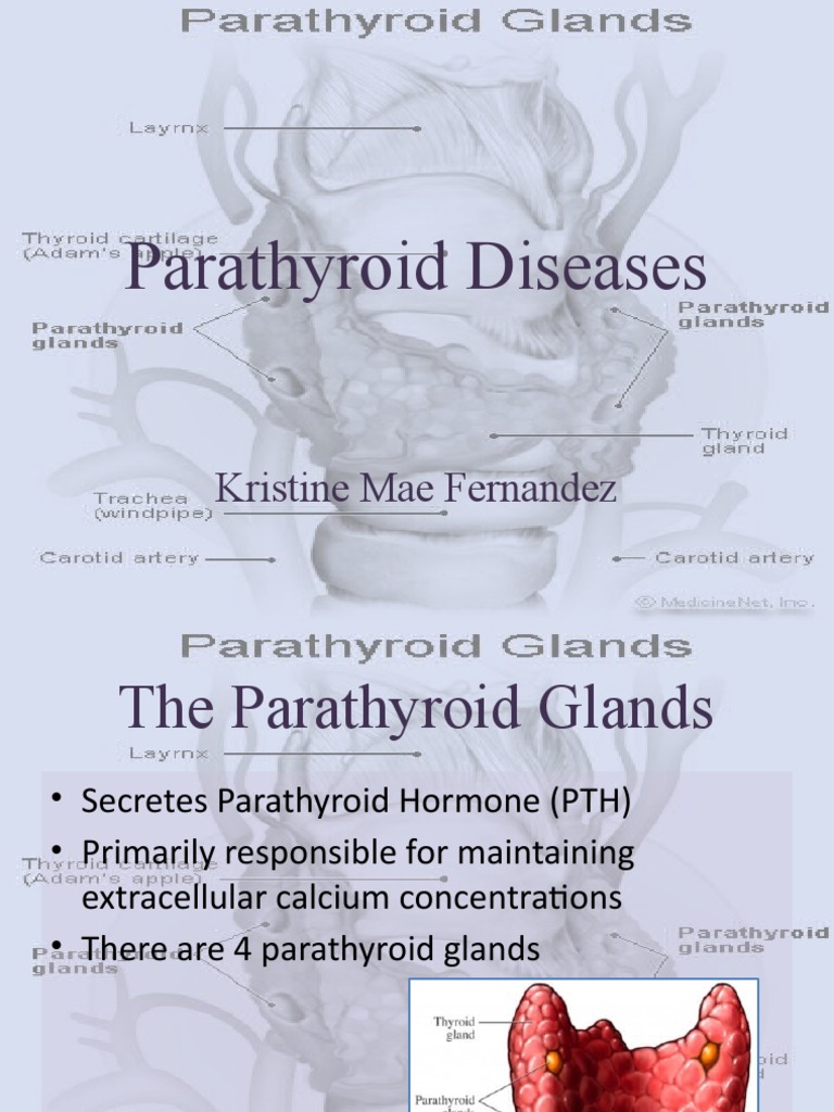 Understanding Parathyroid Diseases | PDF | Parathyroid Gland | Medical ...