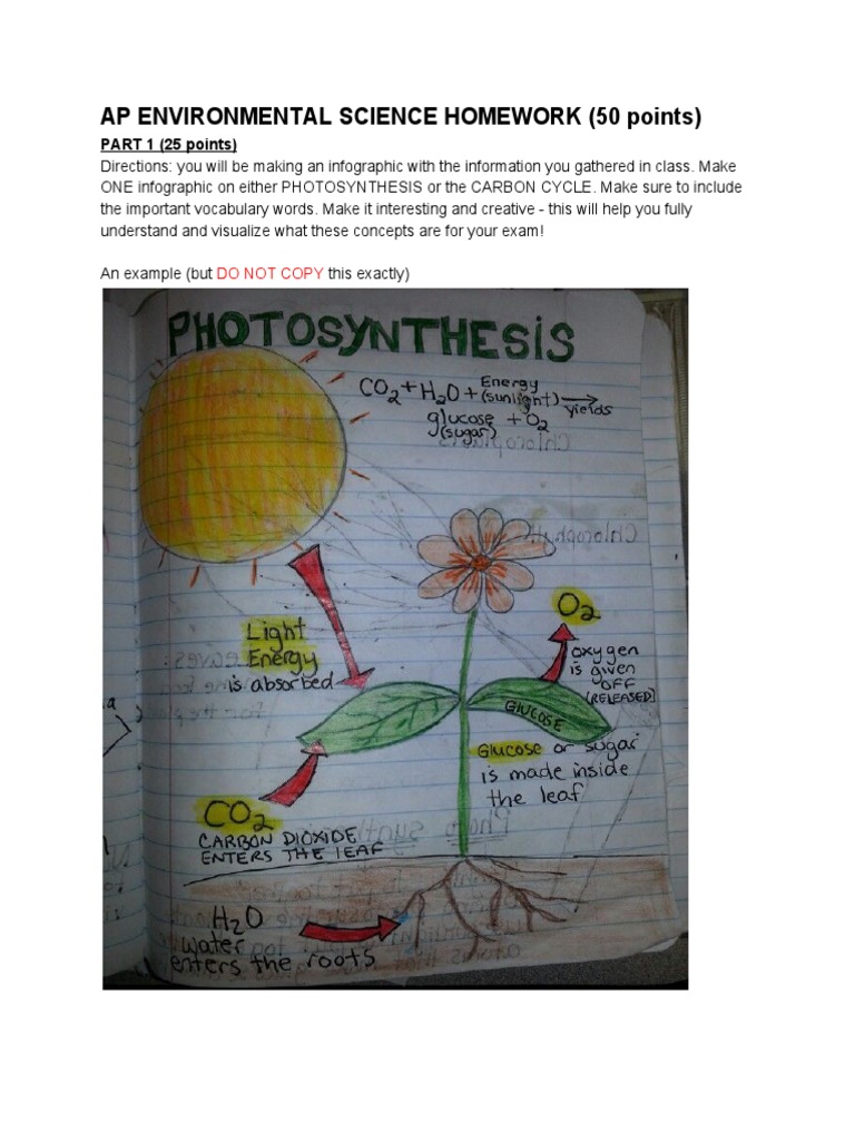 Photosynthesis Infographic Homework | PDF