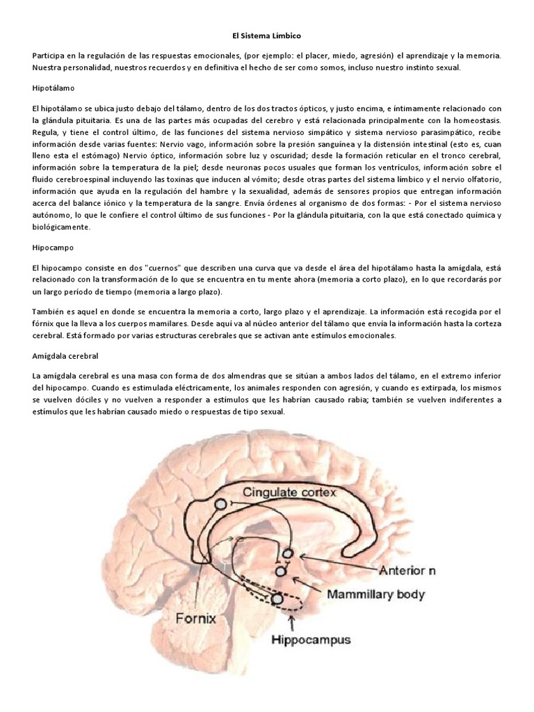 Neurofisiologia de Las Emociones | Sistema límbico | Las emociones