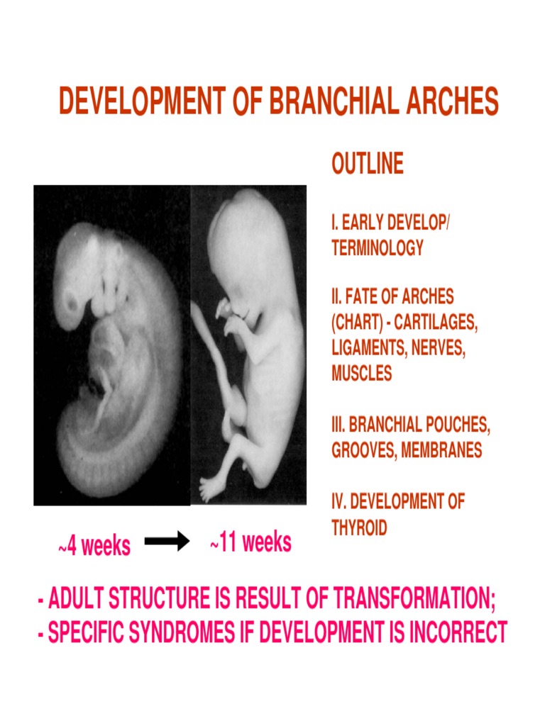 Embryonic Branchial Arch Development | PDF | Science & Mathematics