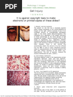 BZZ BZZ BZZ: Sketchy Micro | PDF | Streptococcus | Gram Negative Bacteria