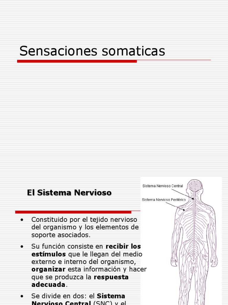 11.- Sensaciones somaticas | Tálamo | Sistema nervioso