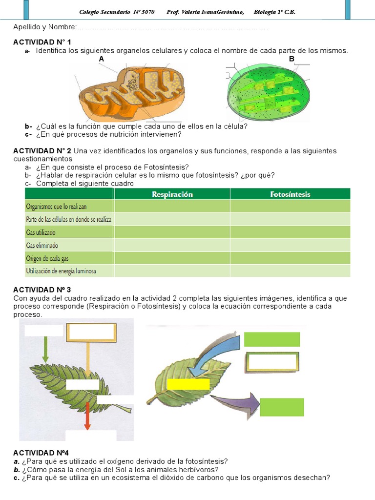 Fotosintesis y Respiración | PDF