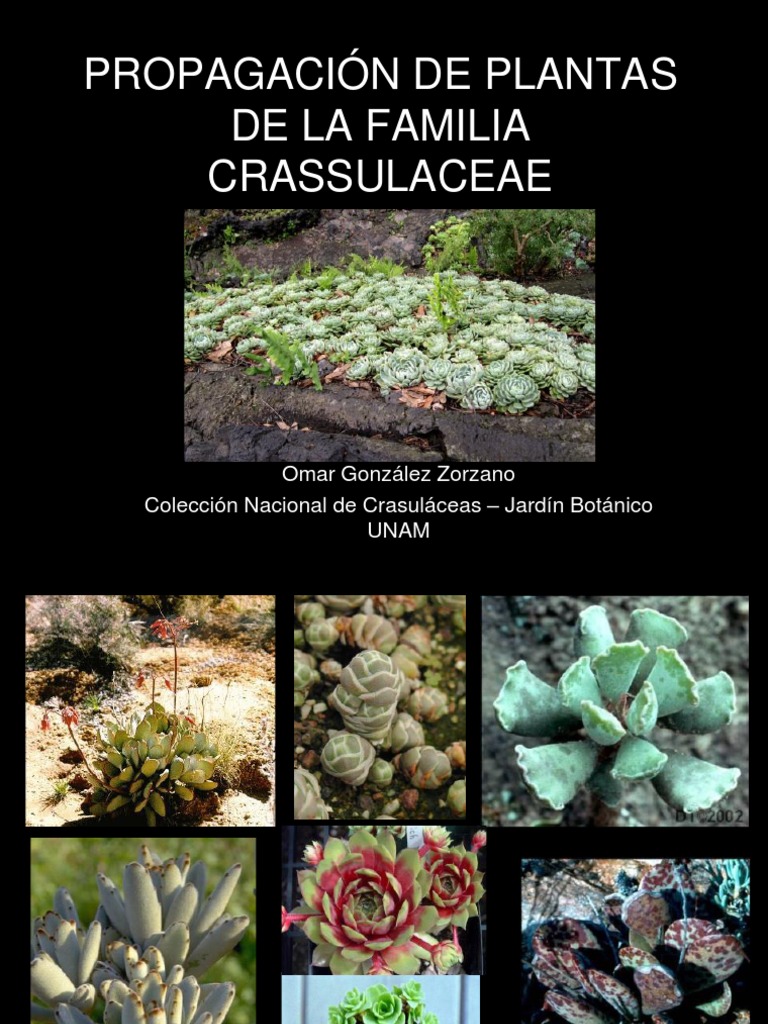 Propagación De Crasuláceas Métodos Y Ventajas Pdf Semilla Flores