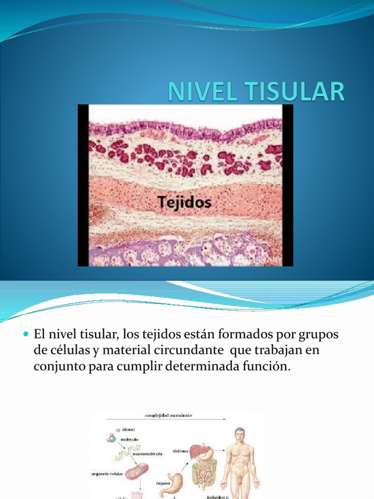 NIVEL TISULAR | Músculo | Epitelio